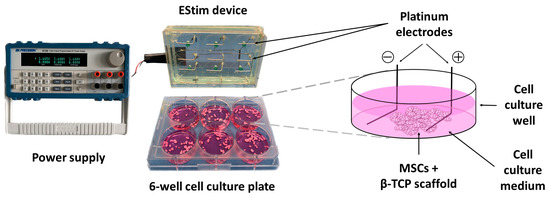 Cells | Free Full-Text | Pretreatment of Mesenchymal Stem Cells with ...