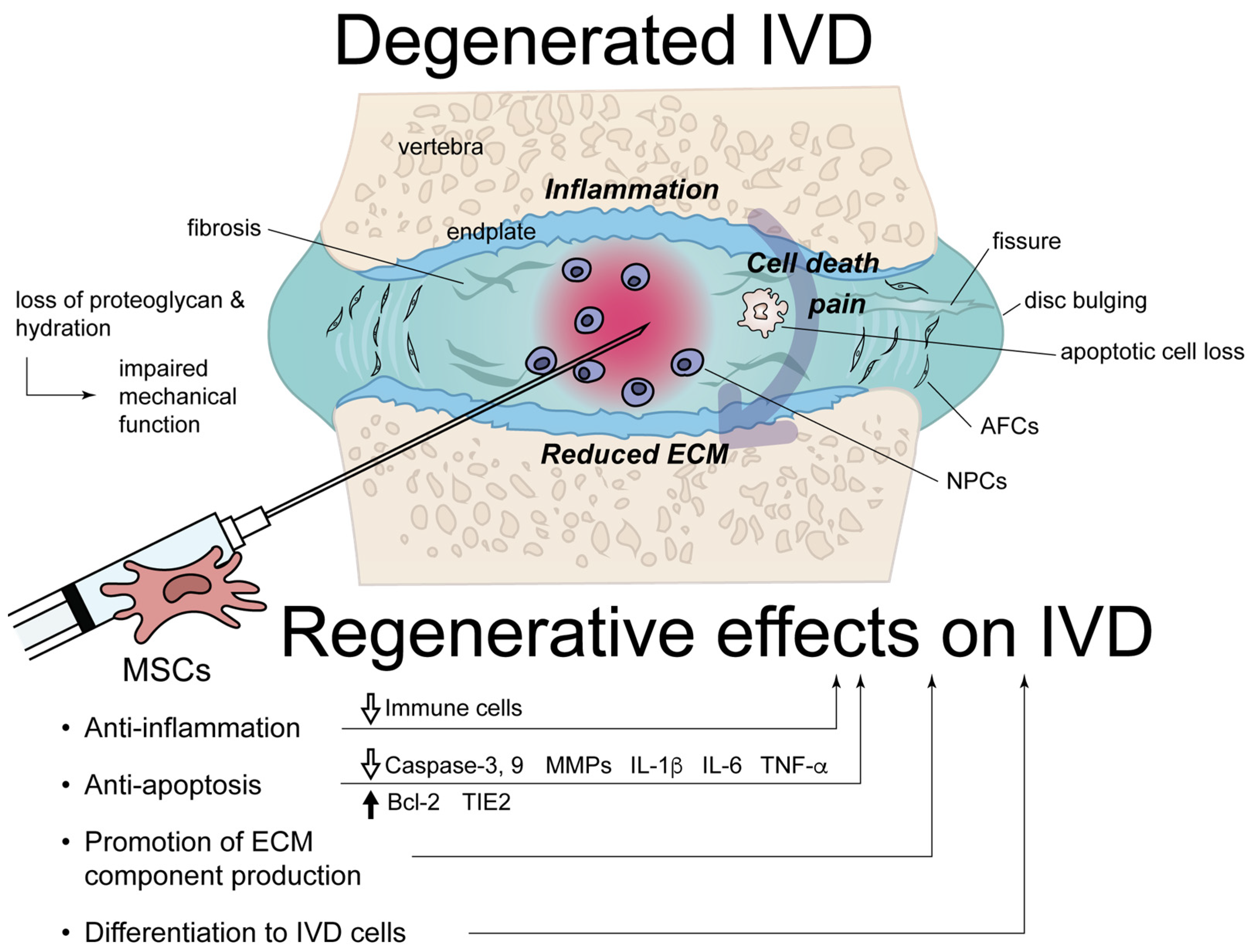 A Review: Methodologies to Promote the Differentiation of Mesenchymal Stem Cells for the ...