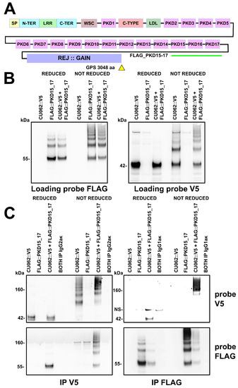 Polycystin-1 Interacting Protein-1 (CU062) Interacts with the ...