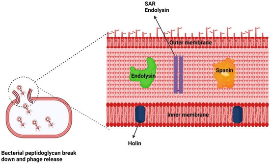 Phage Endolysins: Advances in the World of Food Safety