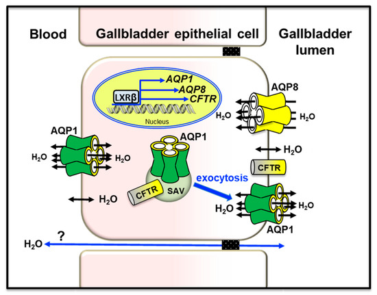 Insights into the Function of Aquaporins in Gastrointestinal Fluid ...