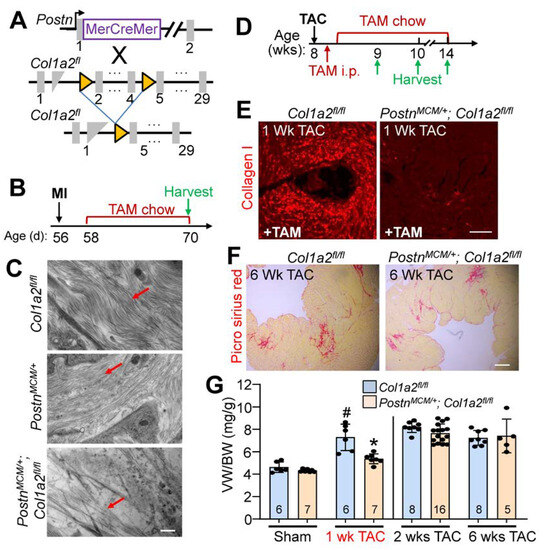 Col1a2-Deleted Mice Have Defective Type I Collagen and Secondary ...