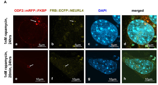 ODF2 Negatively Regulates CP110 Levels at the Centrioles/Basal Bodies ...