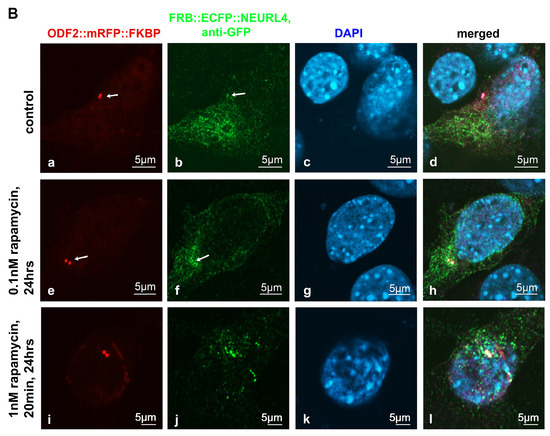 ODF2 Negatively Regulates CP110 Levels at the Centrioles/Basal Bodies ...