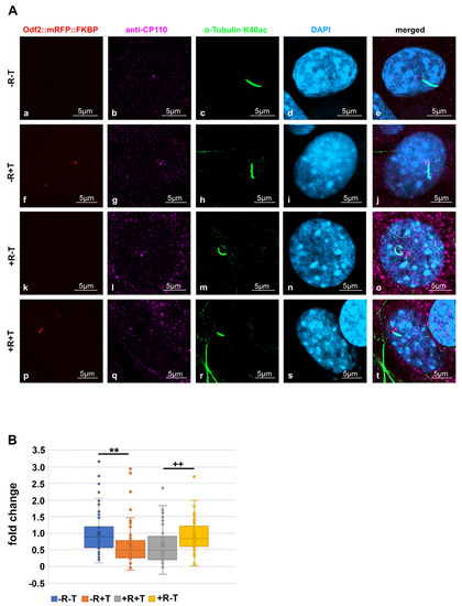 ODF2 Negatively Regulates CP110 Levels at the Centrioles/Basal Bodies ...