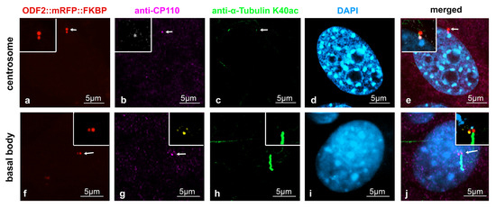 ODF2 Negatively Regulates CP110 Levels at the Centrioles/Basal Bodies ...
