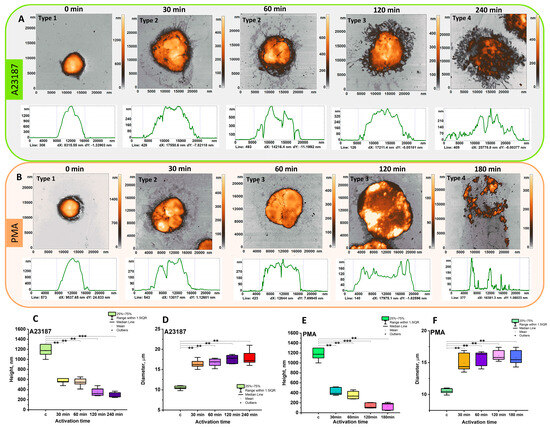 Morphology of Neutrophils during Their Activation and NETosis: Atomic ...