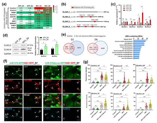 Cells | Free Full-Text | MicroRNA-375 Is Induced during Astrocyte-to ...