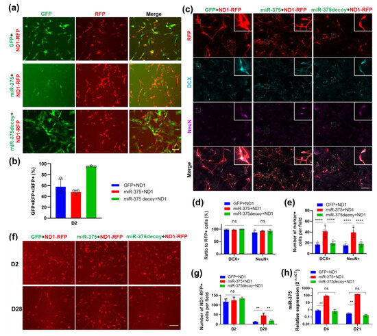 Cells | Free Full-Text | MicroRNA-375 Is Induced during Astrocyte-to ...