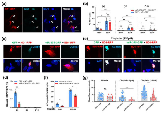 Cells | Free Full-Text | MicroRNA-375 Is Induced during Astrocyte-to ...