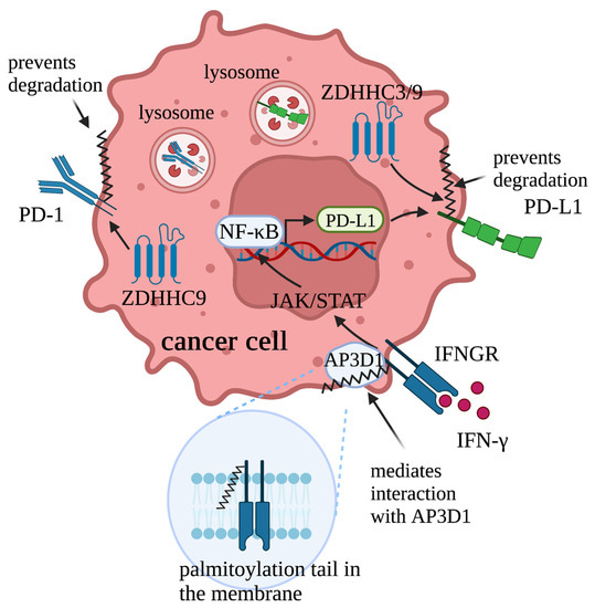 Diverse Roles of Protein Palmitoylation in Cancer Progression, Immunity ...