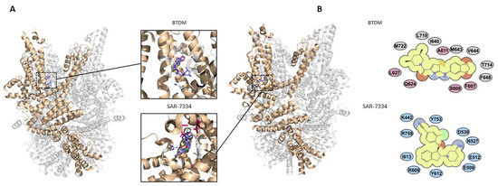 Cells | Free Full-Text | Modulation and Regulation of Canonical ...