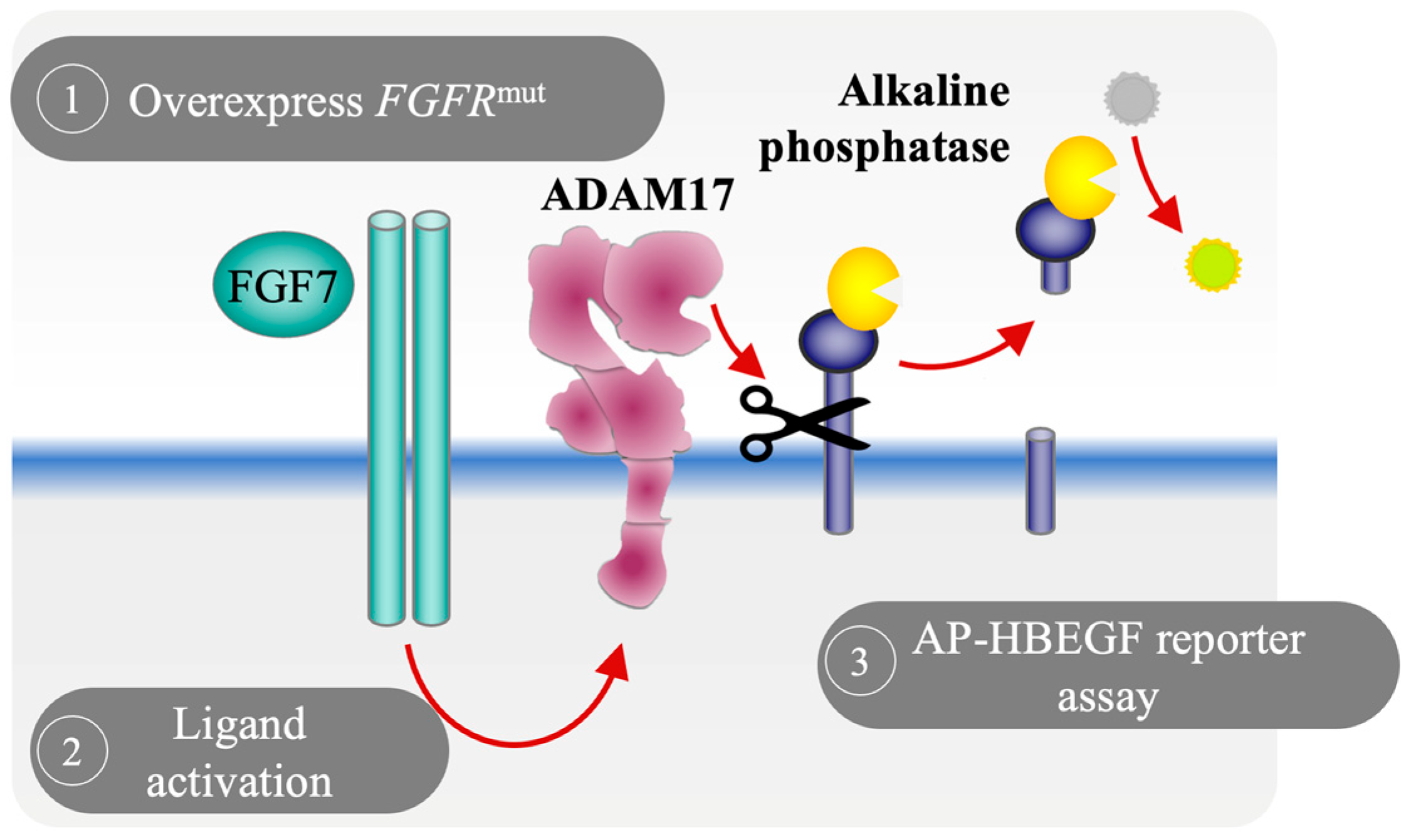 Functional Distinctions of Endometrial Cancer-Associated Mutations in ...
