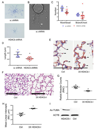 HDAC6 and ERK/ADAM17 Regulate VEGF-Induced NOTCH Signaling in Lung ...