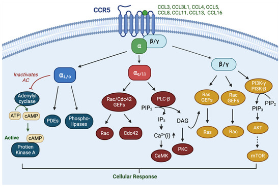 The Role and Therapeutic Targeting of CCR5 in Breast Cancer