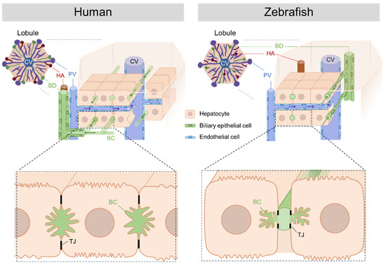 Zebrafish as a Useful Model System for Human Liver Disease