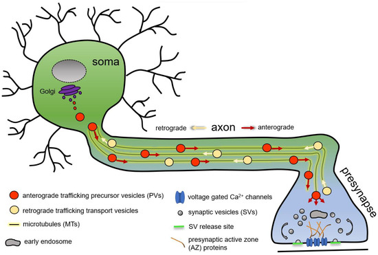 Presynaptic Precursor Vesicles—Cargo, Biogenesis, and Kinesin-Based ...