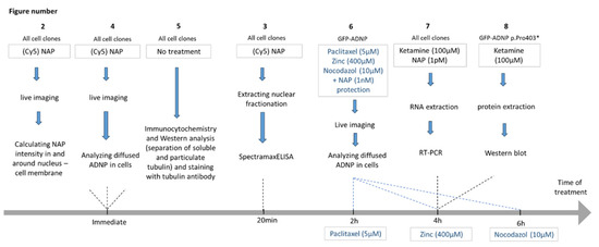 NAP (Davunetide): The Neuroprotective ADNP Drug Candidate Penetrates ...