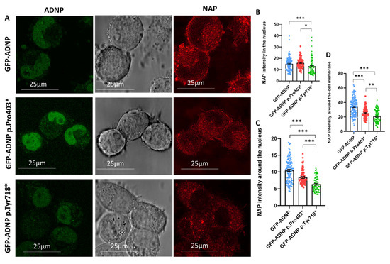 NAP (Davunetide): The Neuroprotective ADNP Drug Candidate Penetrates ...