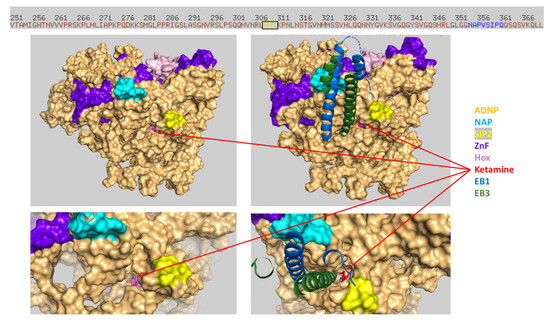 Cells | Free Full-Text | NAP (Davunetide): The Neuroprotective ADNP ...