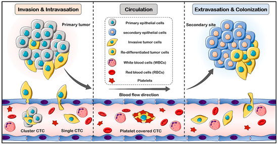 Circulating Tumor Cells as a Promising Tool for Early Detection of Hepatocellular Carcinoma