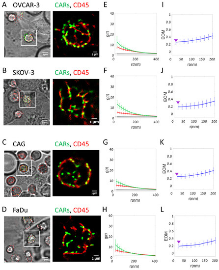 Nanoscale CAR Organization at the Immune Synapse Correlates with CAR-T ...
