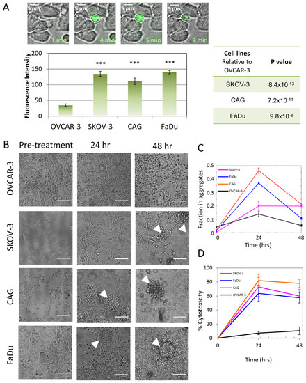 Nanoscale CAR Organization at the Immune Synapse Correlates with CAR-T ...