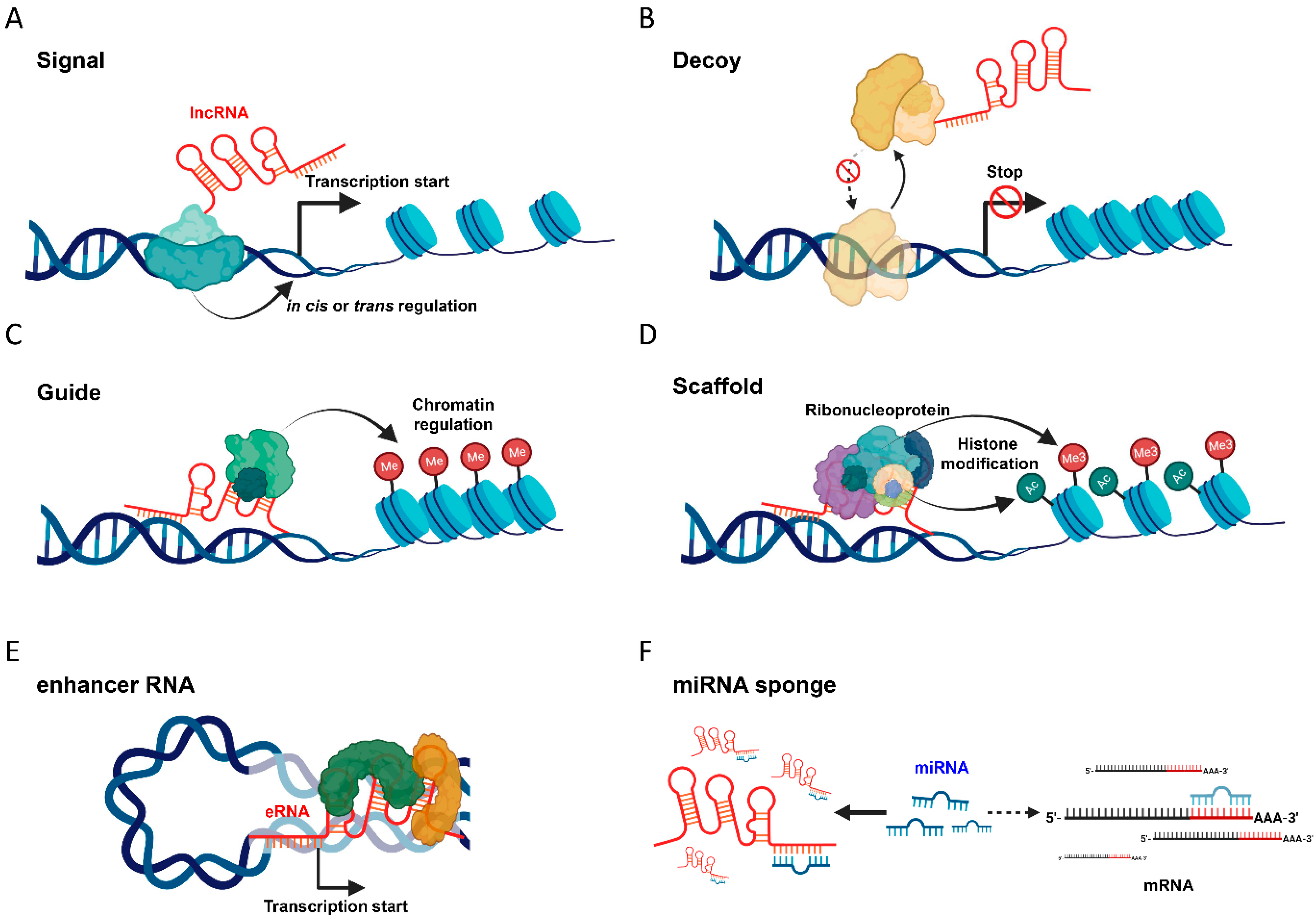 A New Understanding Of Long Non Coding Rna In Hepatocellular Carcinoma—from M6a Modification To