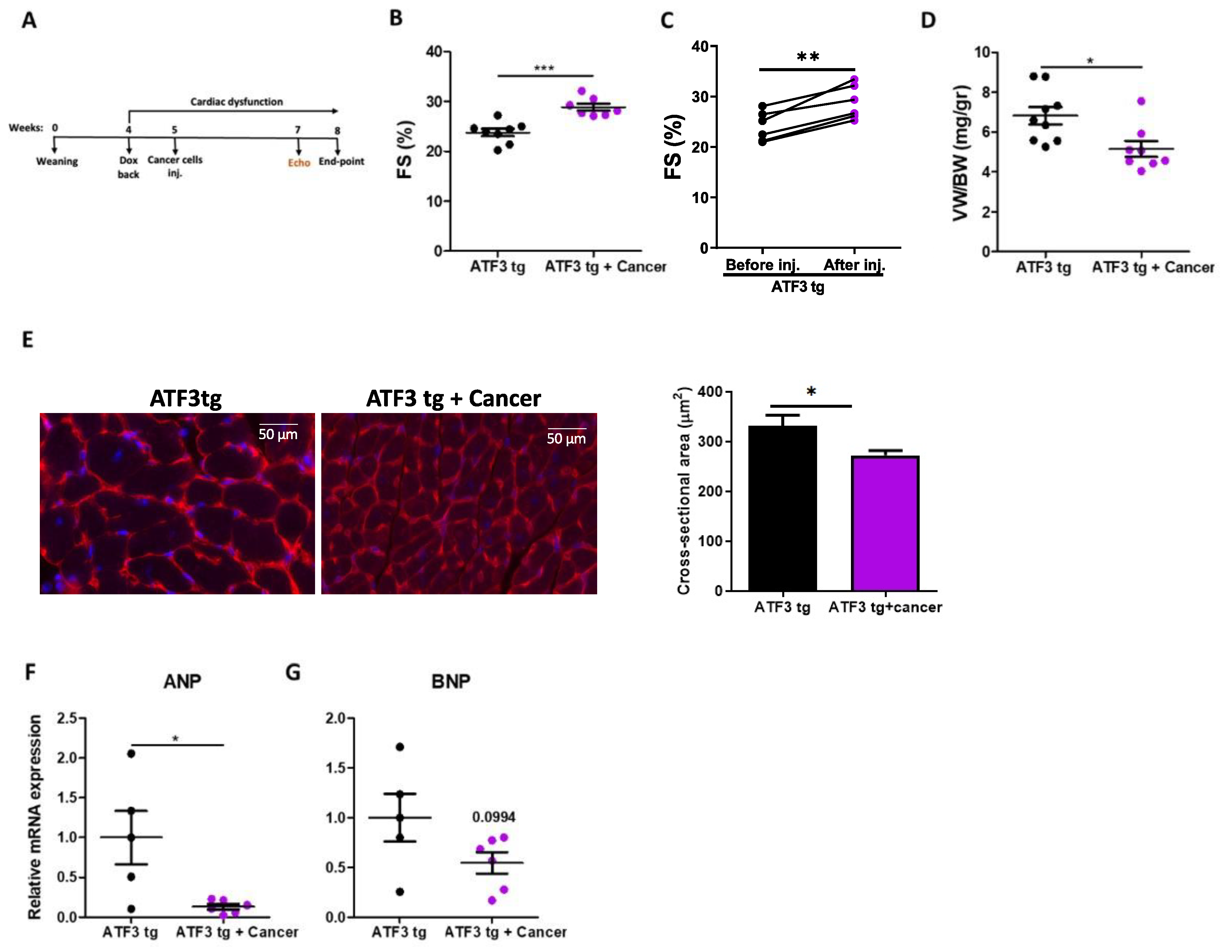Cells Free Full Text Tumor Progression Reverses Cardiac Hypertrophy