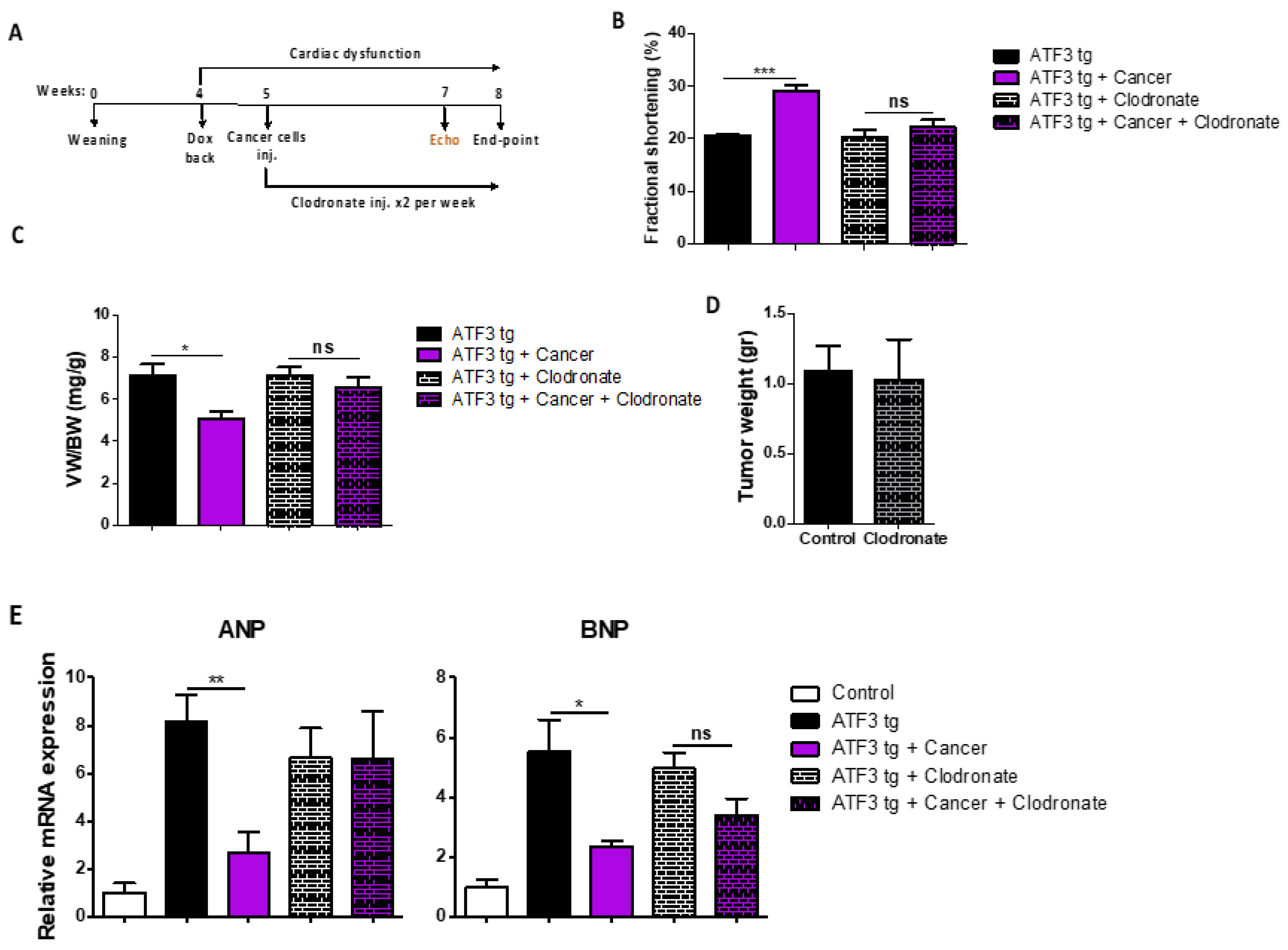 Cells Free Full Text Tumor Progression Reverses Cardiac Hypertrophy