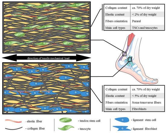 Dense Regular Connective Tissue Diagram