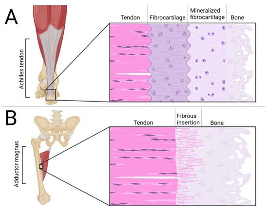 Cells | Free Full-Text | Decellularization of Dense Regular Connective ...