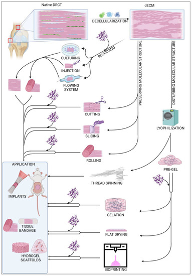 Decellularization of Dense Regular Connective Tissue—Cellular and ...