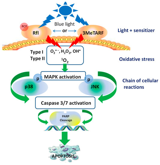 Riboflavin and Its Derivates as Potential Photosensitizers in the ...