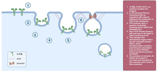 The Chemical Inhibitors of Endocytosis: From Mechanisms to Potential ...