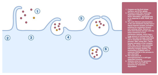 The Chemical Inhibitors of Endocytosis: From Mechanisms to Potential ...