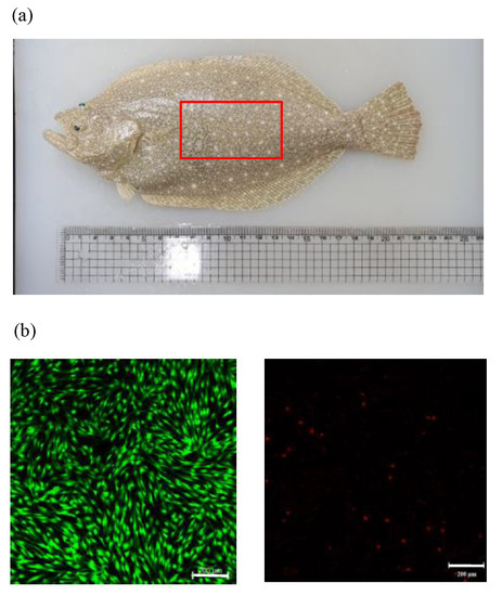Establishment and Characterization of Continuous Satellite Muscle Cells ...
