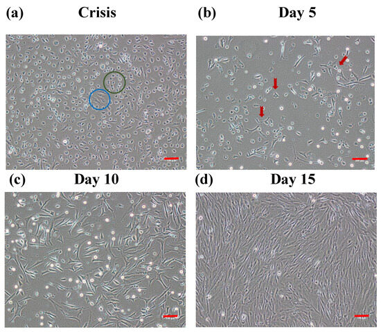 Cells | Free Full-Text | Establishment and Characterization of ...