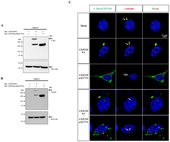 Cells | Free Full-Text | Novel Variant in CEP250 Causes Protein ...