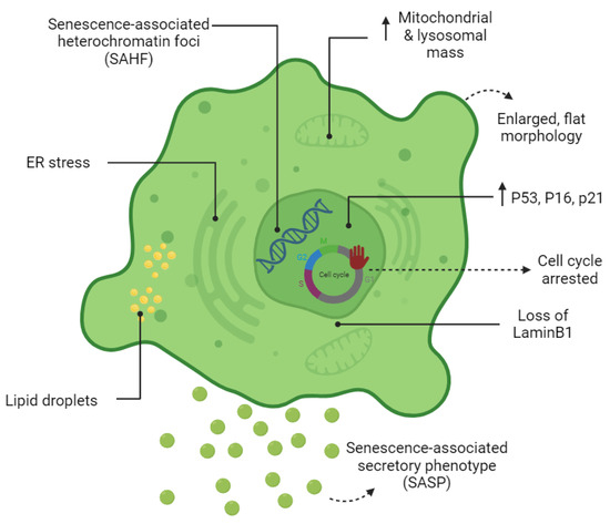 Cells | Free Full-Text | Senescent Cells: Dual Implications on the ...