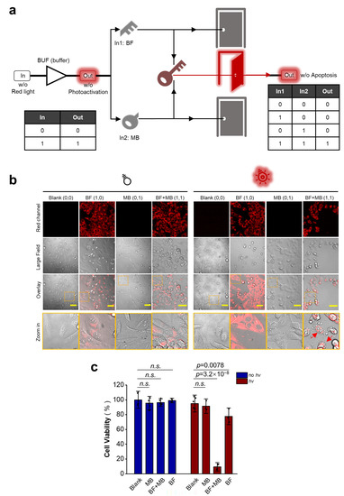 Red-Light-Activatable AND-Gated Antitumor Immunosuppressant