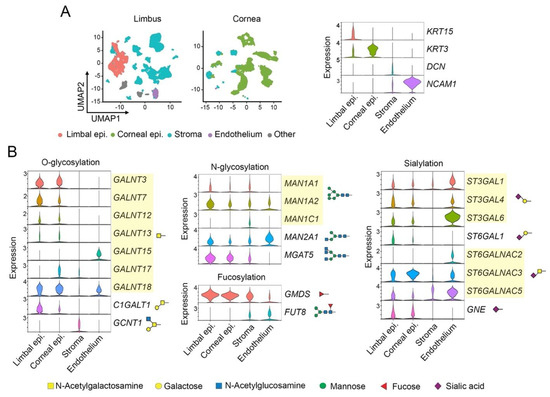 Characterization of Cell Surface Glycan Profiles in Human and Mouse Corneas Using Lectin Microarrays