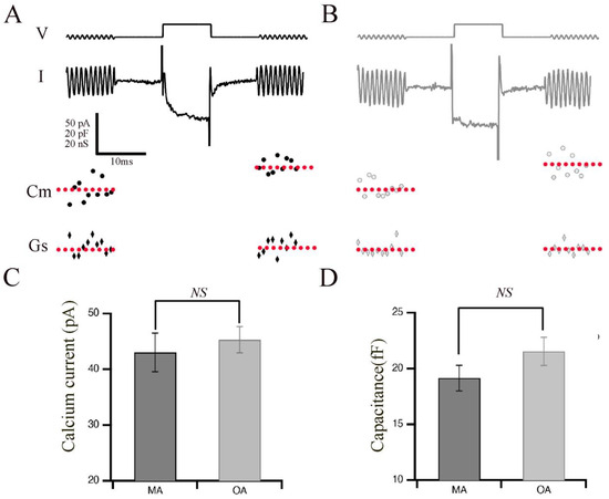 The Effects of Aging on Rod Bipolar Cell Ribbon Synapses
