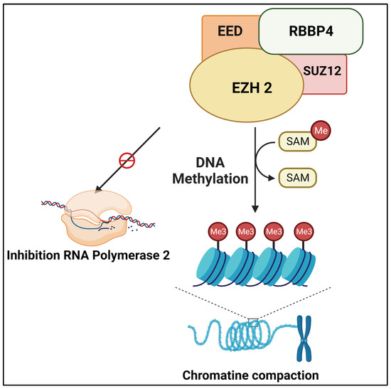 Aging and Age-Related Epigenetic Drift in the Pathogenesis of Leukemia ...