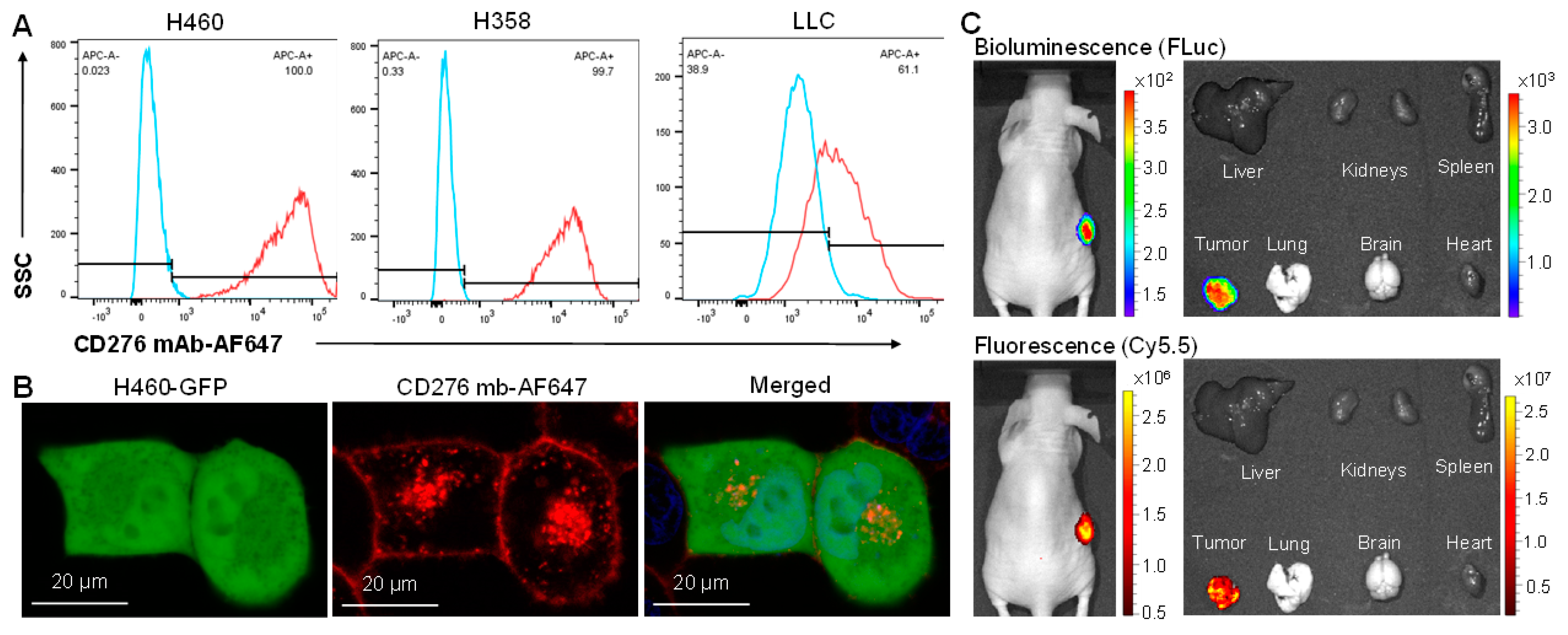 A CD276-Targeted Antibody-Drug Conjugate to Treat Non-Small Lung Cancer ...