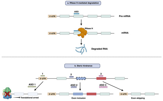 Cells Free Full Text Enhancing Antisense Oligonucleotide Based