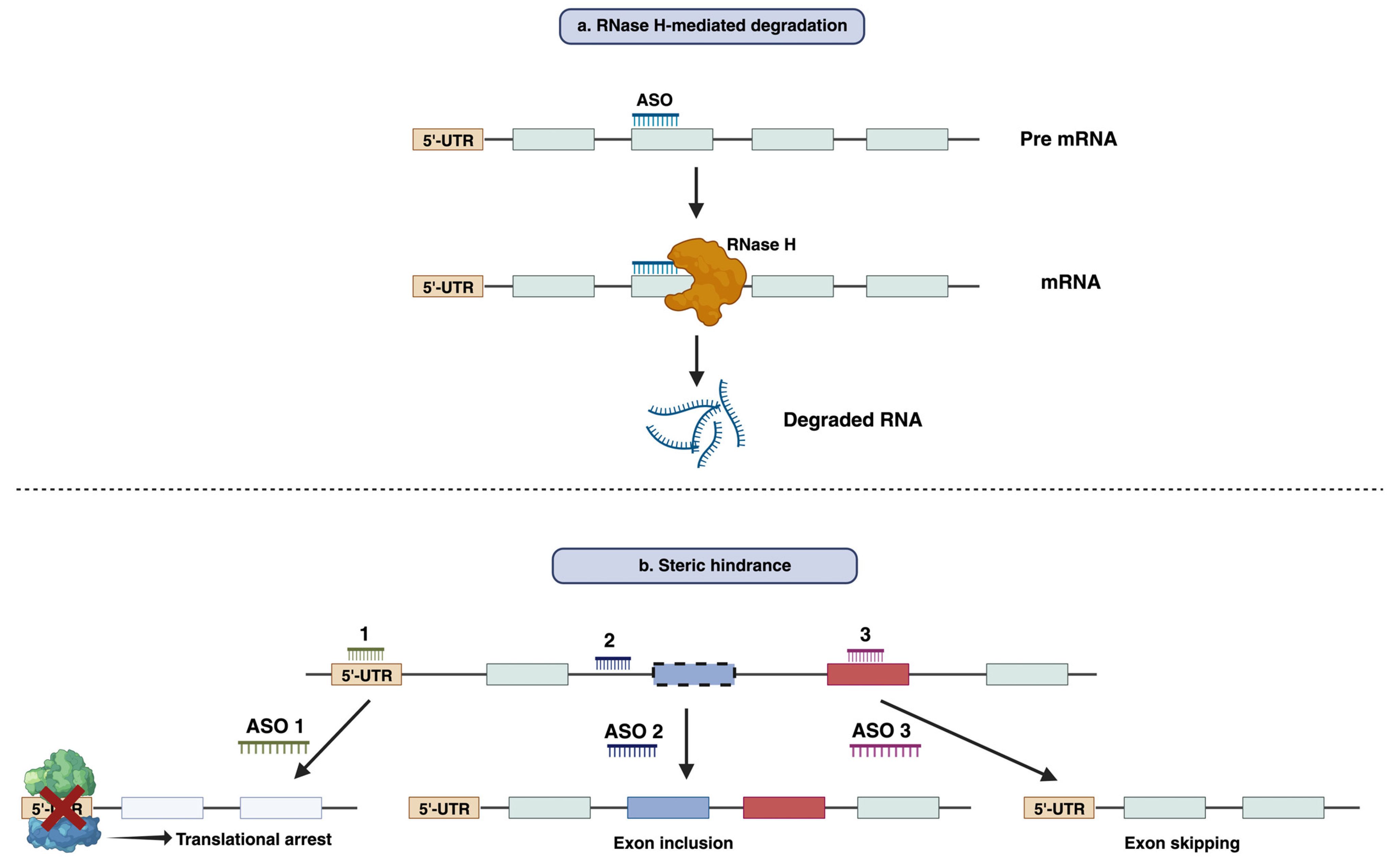 Cells Free Full Text Enhancing Antisense Oligonucleotide Based