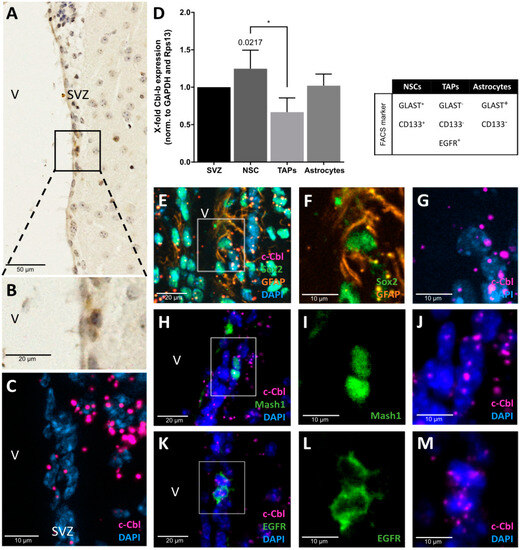 c-Cbl Regulates Murine Subventricular Zone-Derived Neural Progenitor ...