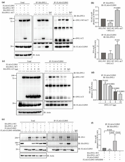 Disheveled-1 Interacts with Claudin-5 and Contributes to Norrin-Induced ...