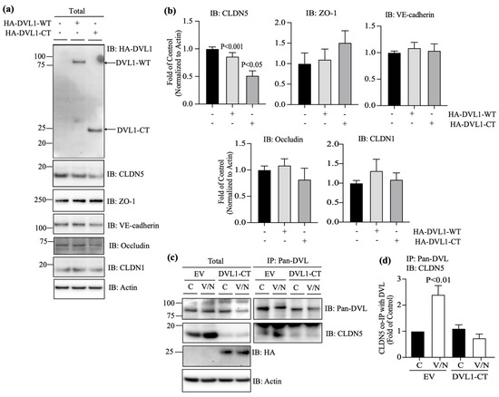 Disheveled-1 Interacts with Claudin-5 and Contributes to Norrin-Induced ...